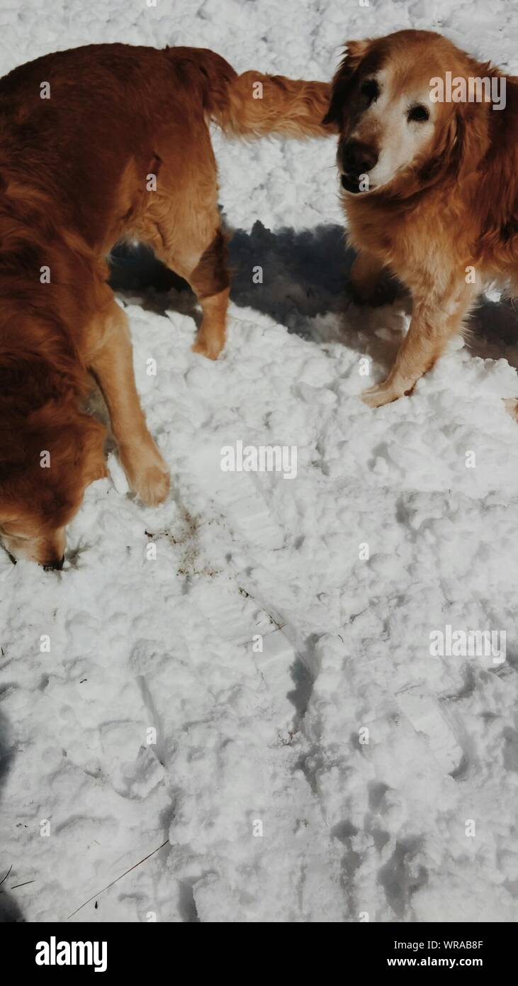 Searching dogs hi-res stock photography and images - Alamy