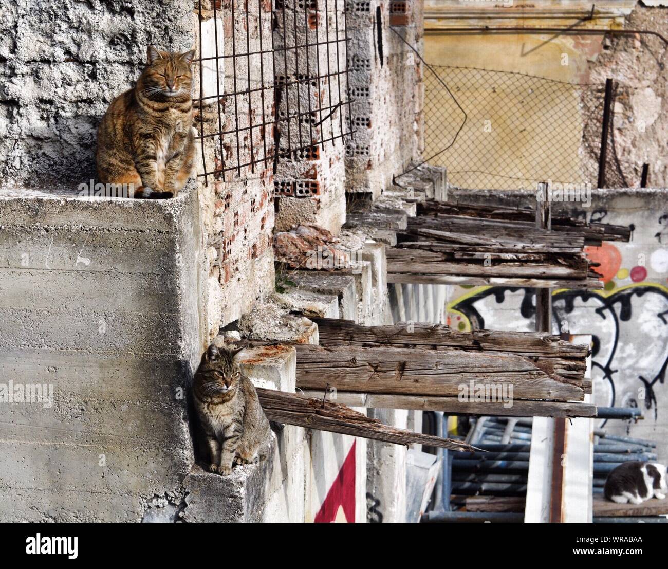 Building and cats hi-res stock photography and images - Alamy