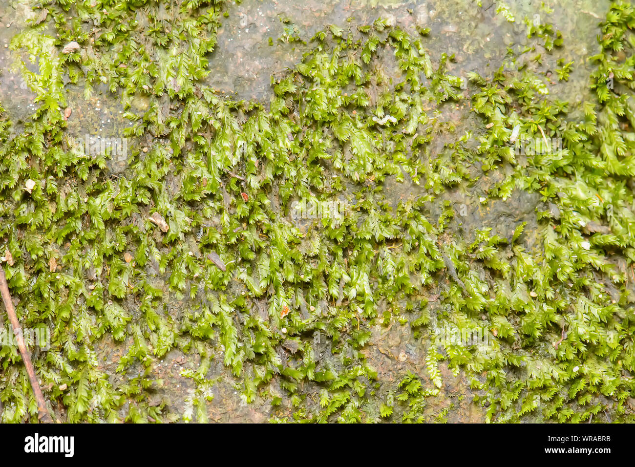 Lichens, fern, moss as a measure of the abundance of the forest Stock ...