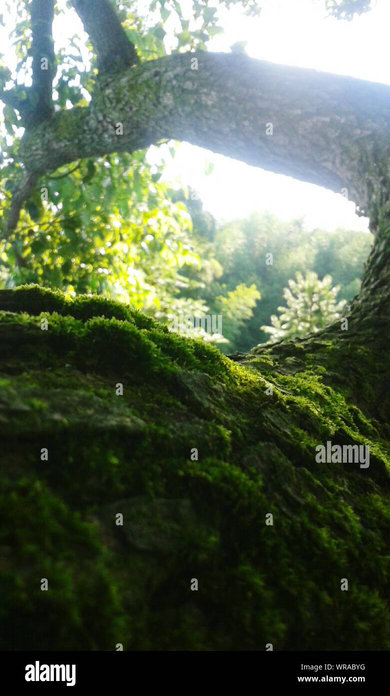 Moss covered branch hi-res stock photography and images - Alamy