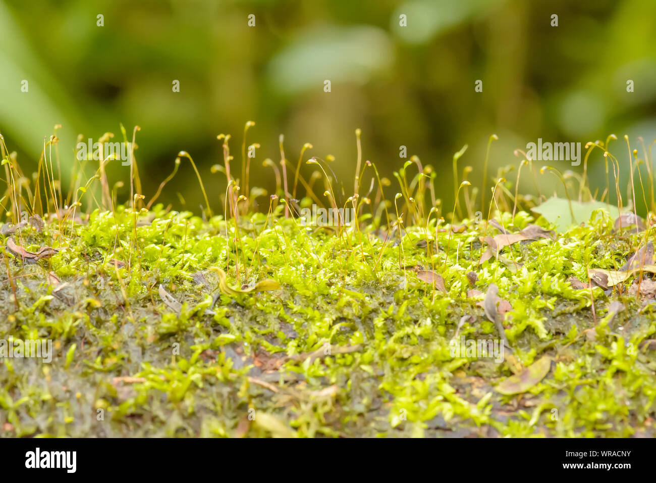 Lichens, fern, moss as a measure of the abundance of the forest Stock ...