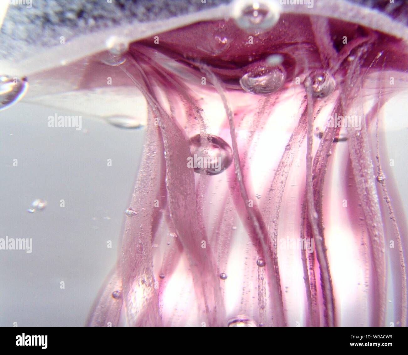 People with animal limbs hi-res stock photography and images - Alamy