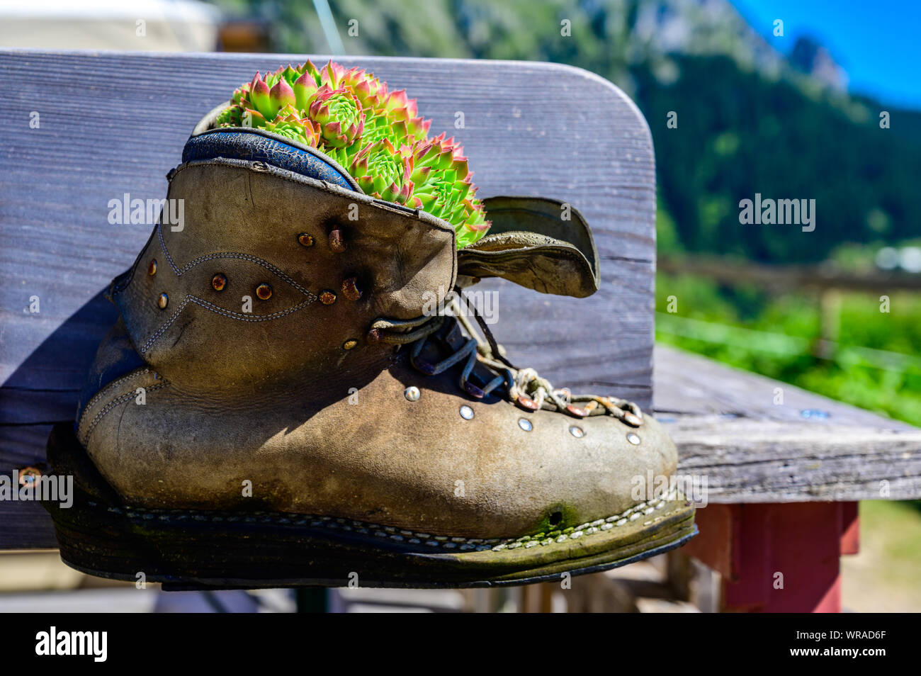 Flower and Plants growing in a leather shoe Stock Photo - Alamy