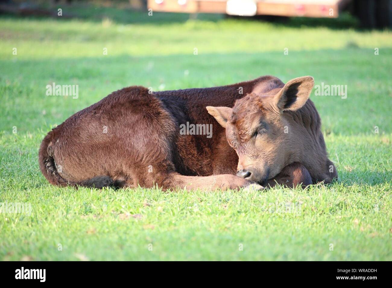 Cow and green grass hi-res stock photography and images - Alamy