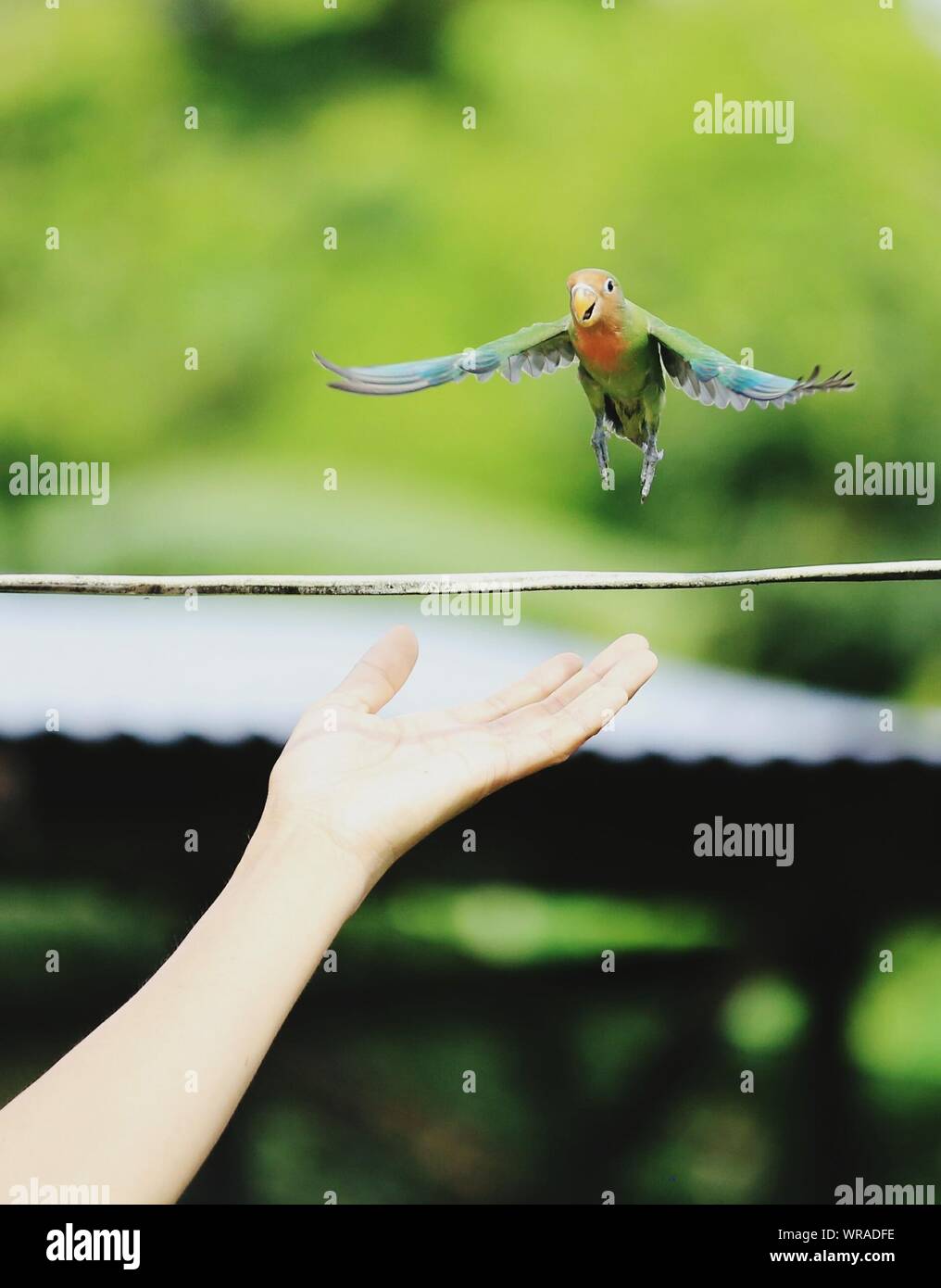 Bird landing in hand hi-res stock photography and images - Alamy