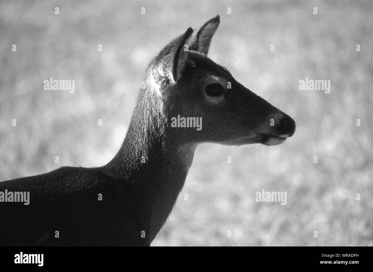 Profile of deer hi-res stock photography and images - Alamy