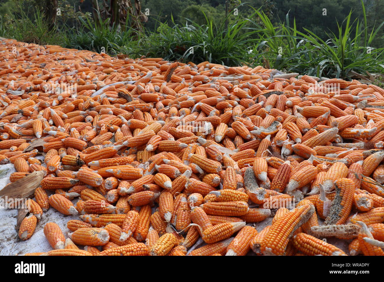 Process of drying ripe hung up corn outside rural house in mountain in ...