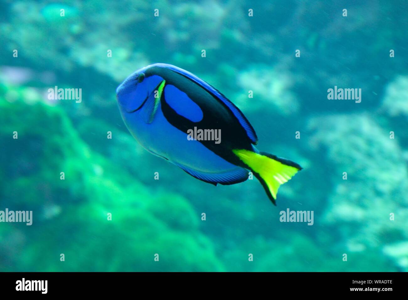 Paracanthurus hepatus hi-res stock photography and images - Alamy