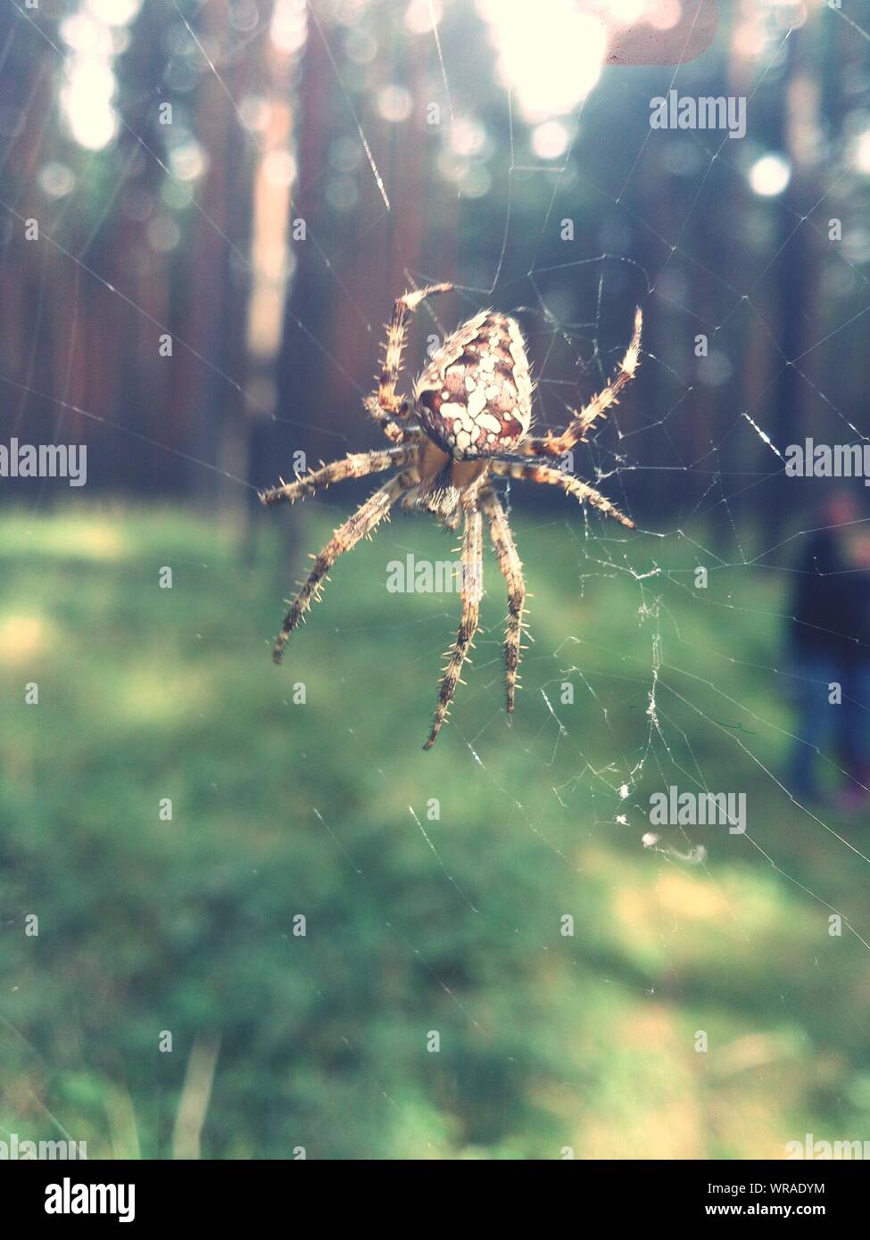 Webbing hi-res stock photography and images - Alamy