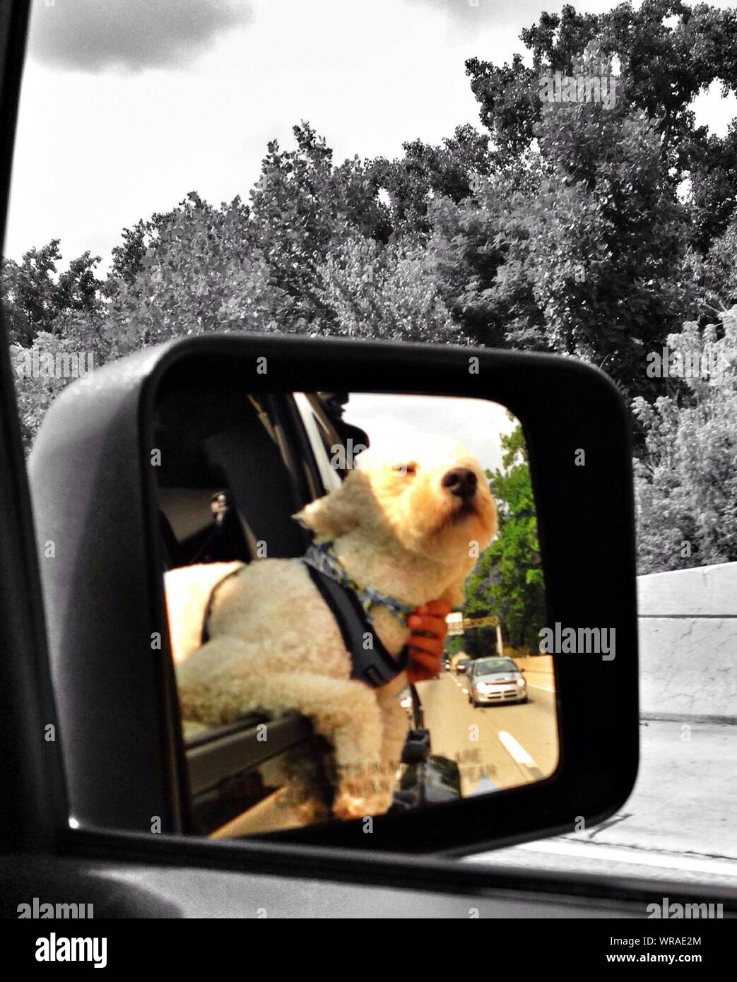 Dog reflection through window hi-res stock photography and images - Alamy