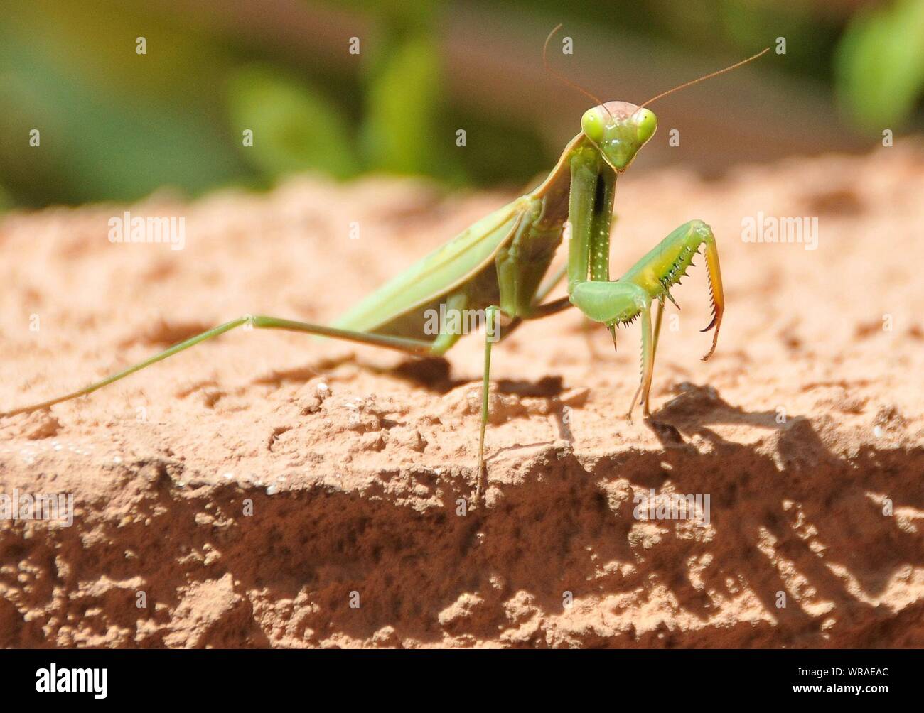 Ground Mantis High Resolution Stock Photography and Images - Alamy