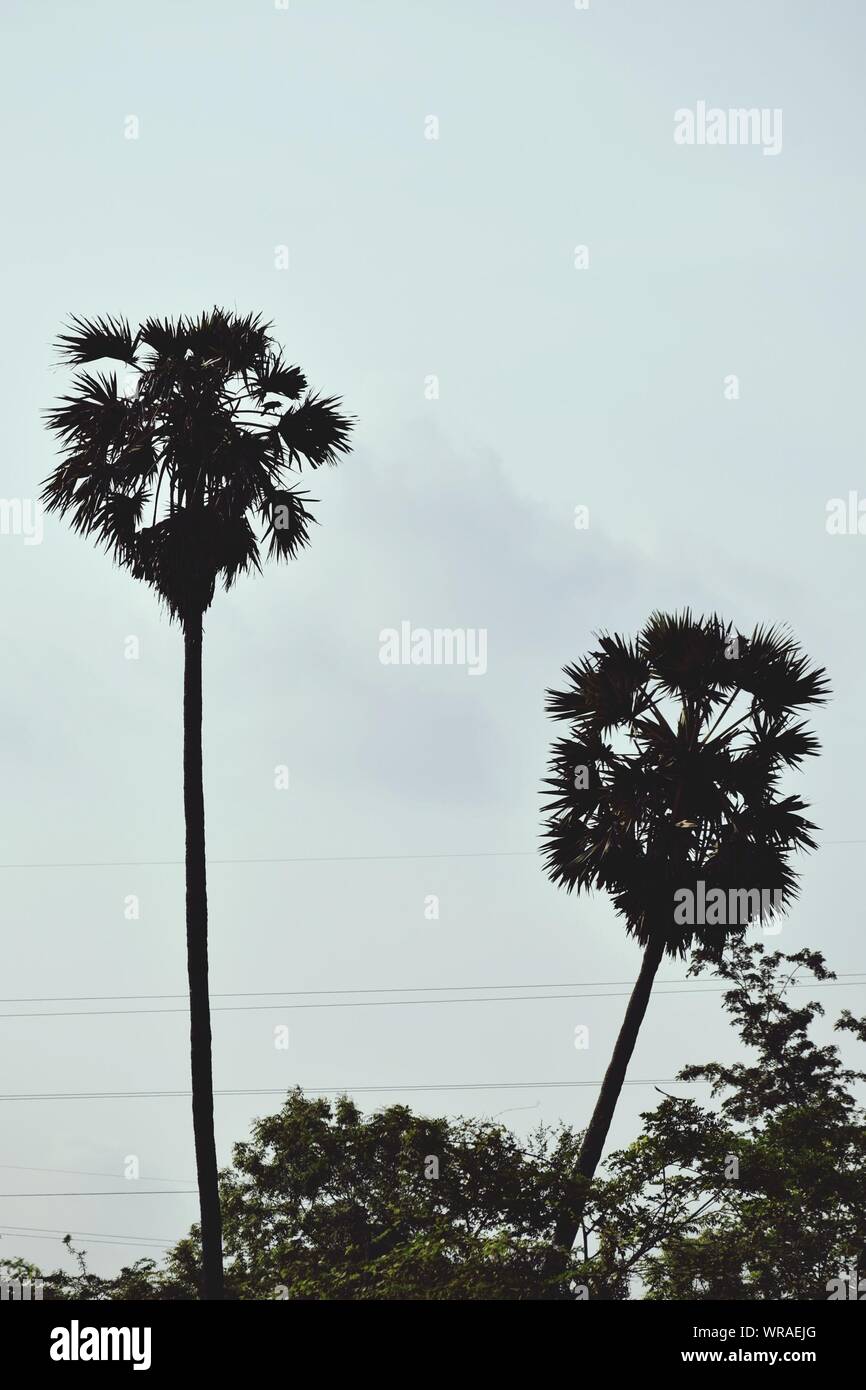 Slanted palm tree hi-res stock photography and images - Alamy