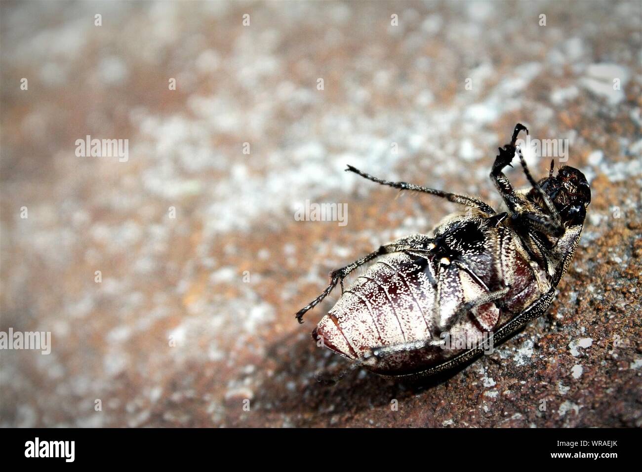 Dead body lying on back hi-res stock photography and images - Alamy