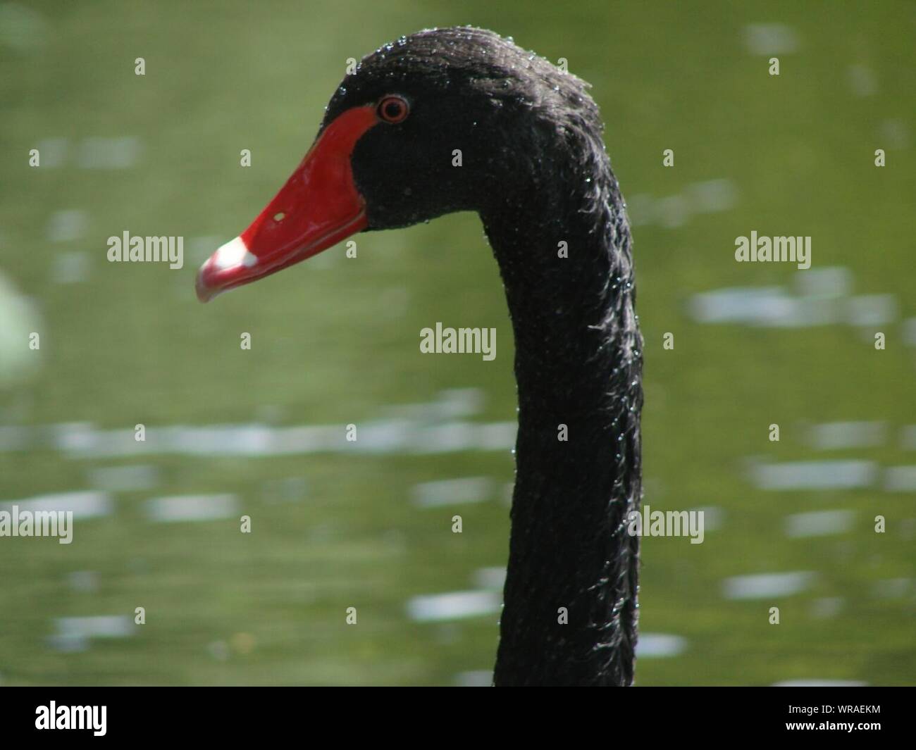 Black swan head and neck hi-res stock photography and images - Alamy