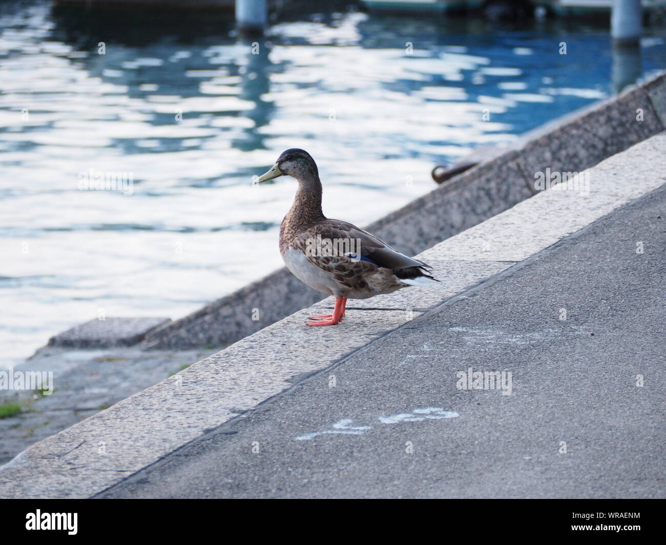 Young Duck about to jump into lake Stock Photo - Alamy