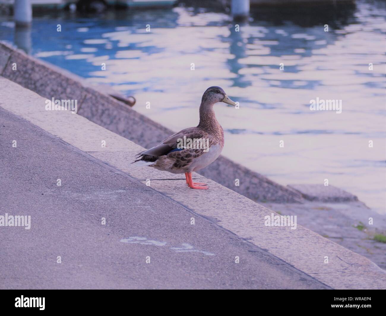 Young Duck about to jump into lake Stock Photo - Alamy