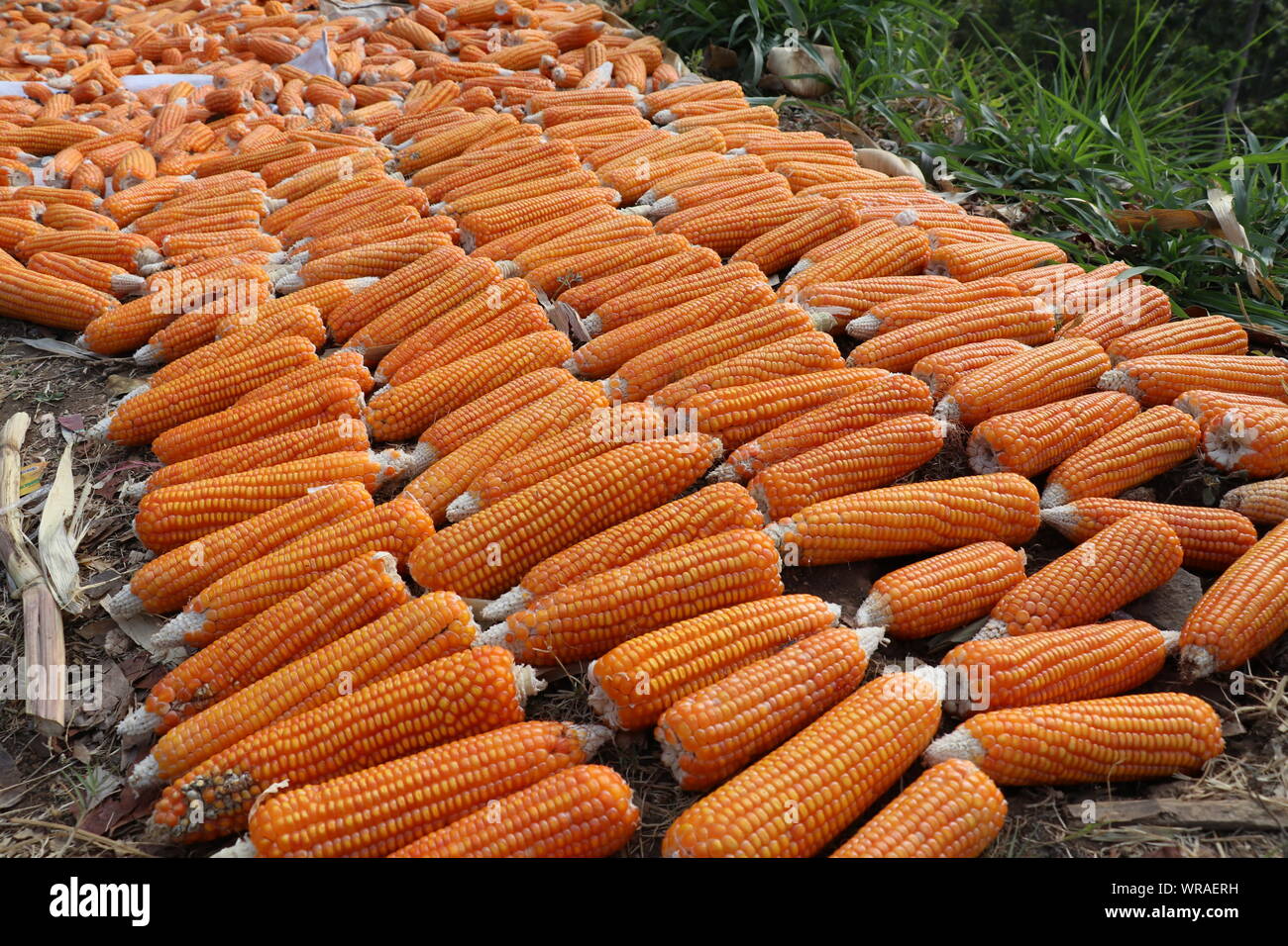 Bundle Of Corn High Resolution Stock Photography and Images - Alamy