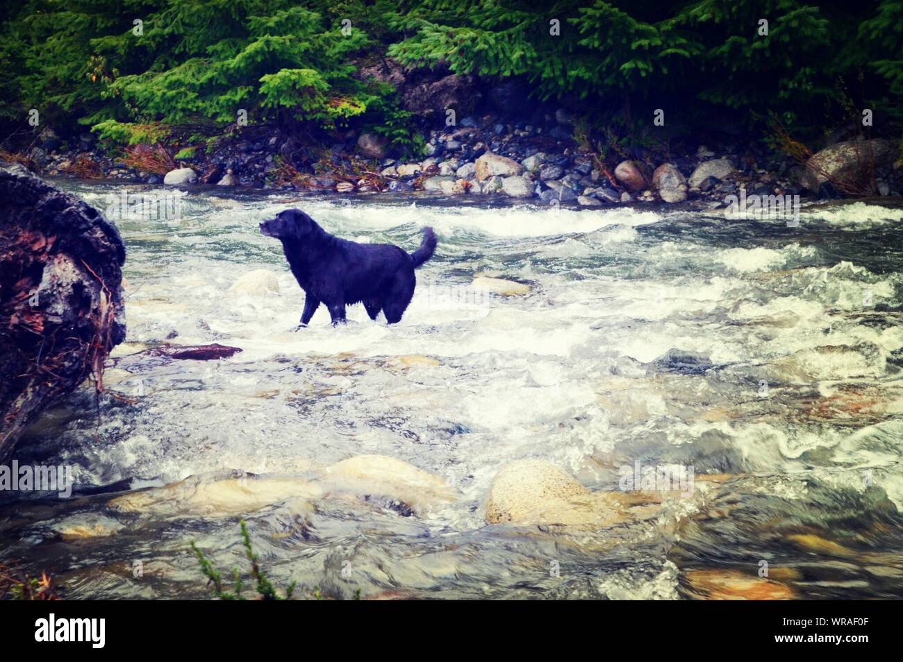 Dog in river hi-res stock photography and images - Alamy