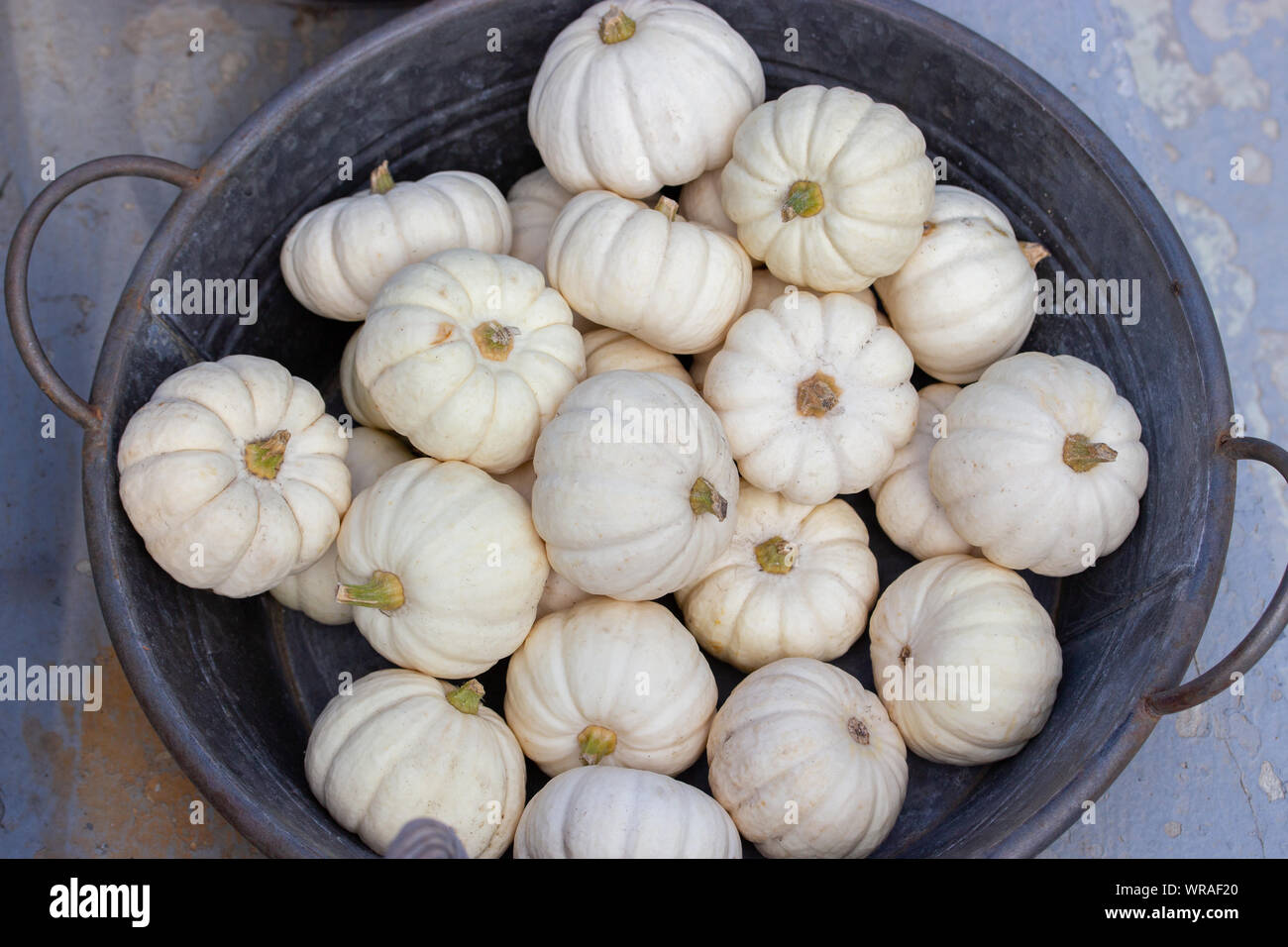White little pumpkin cucurbita Baby Boo, a bunch of ripe pumpkins in a ...