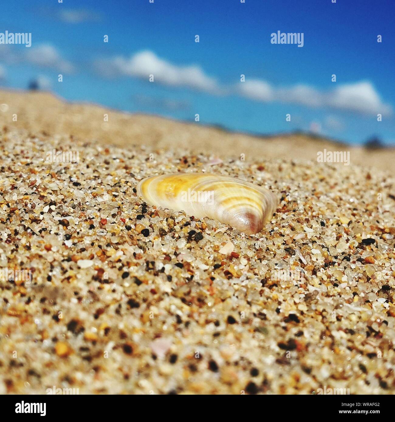 Sea shell gravel hi-res stock photography and images - Alamy