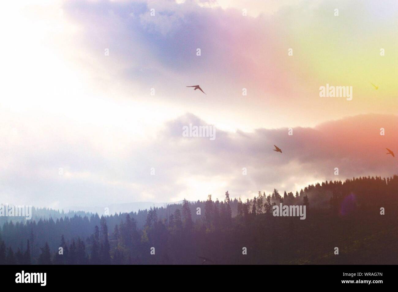 Flying Over Forest High Resolution Stock Photography and Images - Alamy