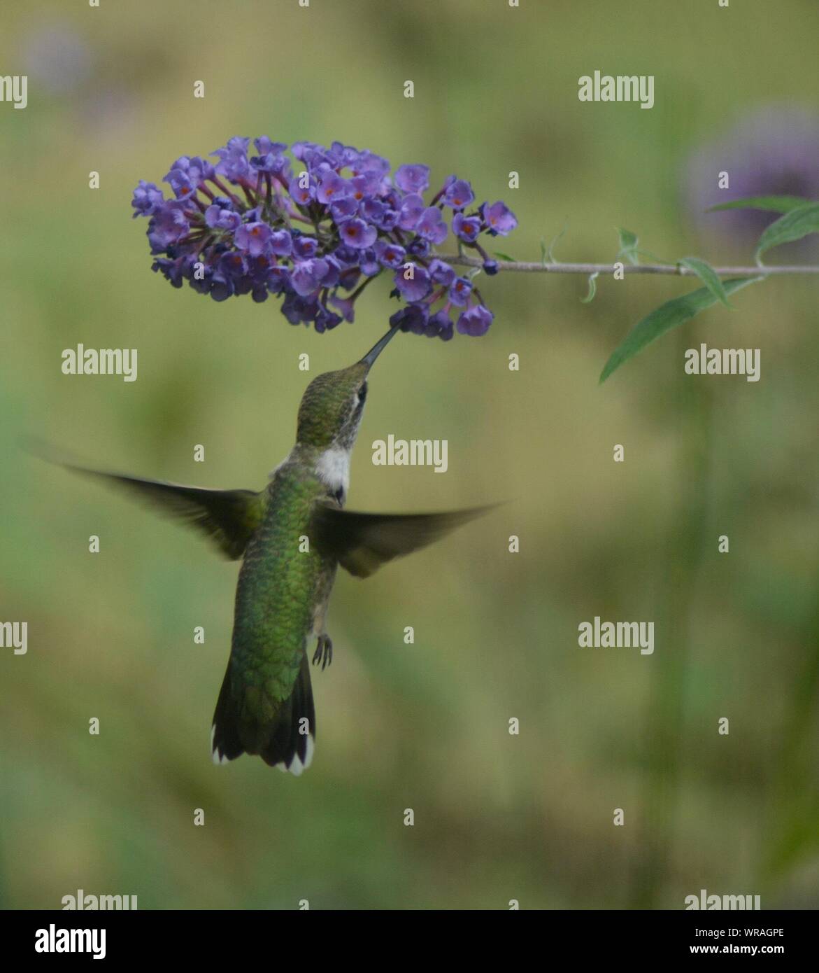 Hummingbird pollinating flowers hi-res stock photography and images - Alamy