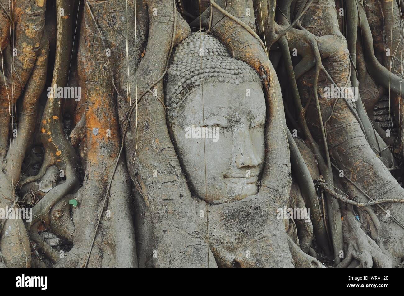 Head buddha in tree trunk hi-res stock photography and images - Alamy