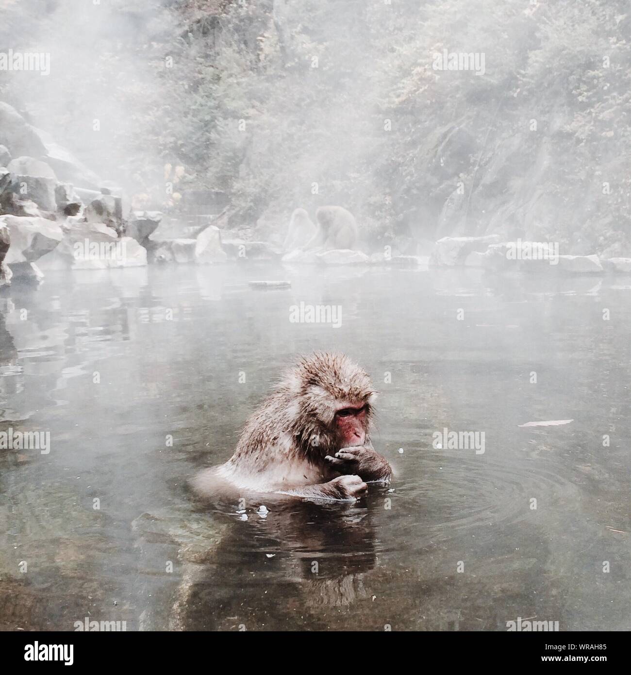 Monkey hot spring hi-res stock photography and images - Alamy