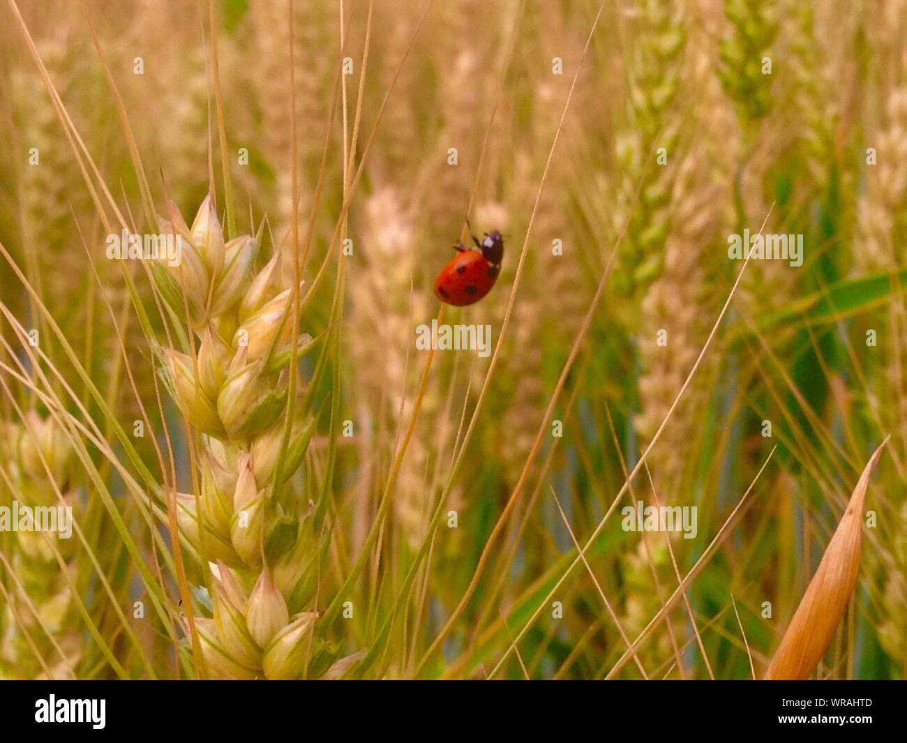 Wheat Beetle High Resolution Stock Photography and Images - Alamy