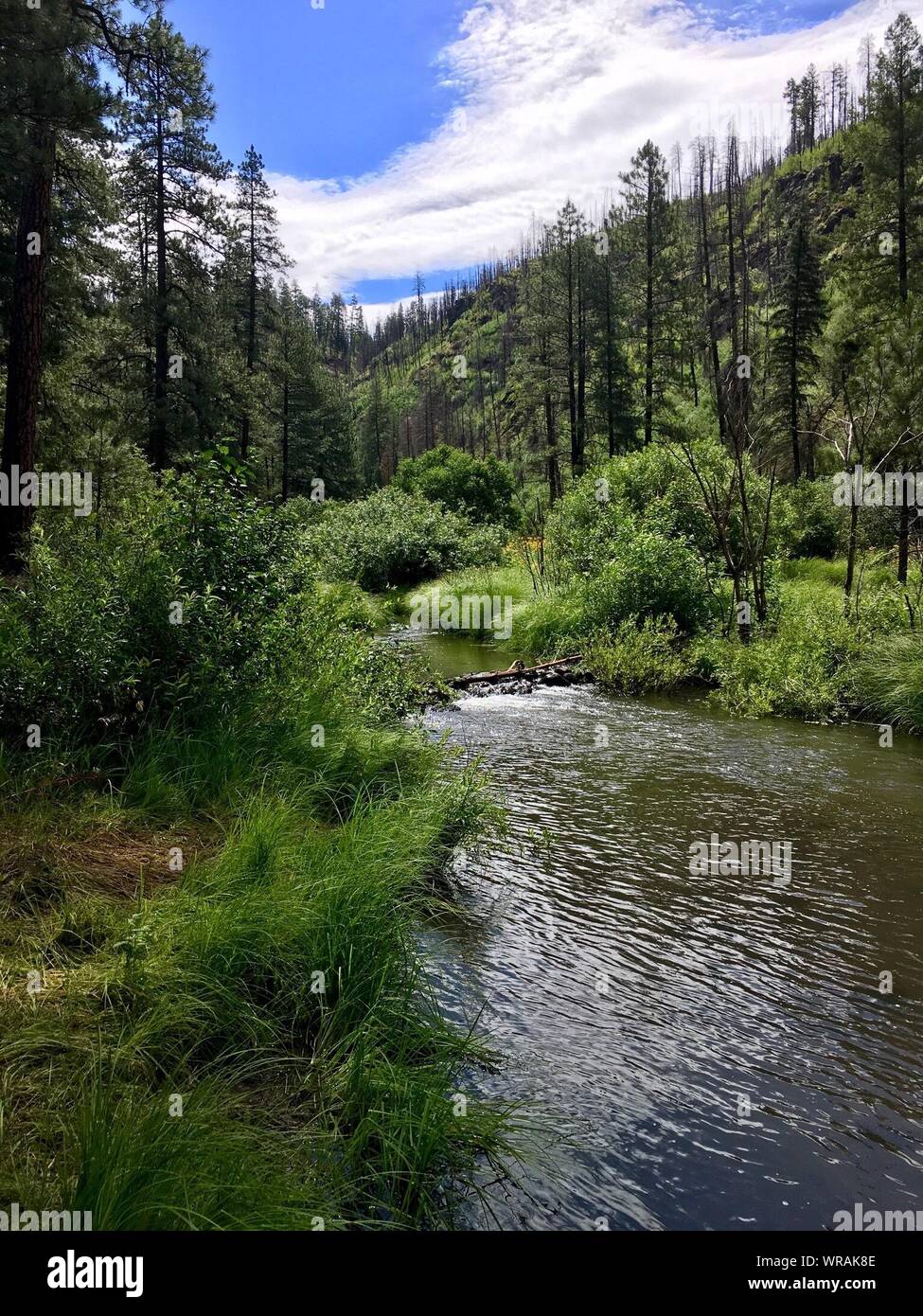 River with pine trees hi-res stock photography and images - Alamy