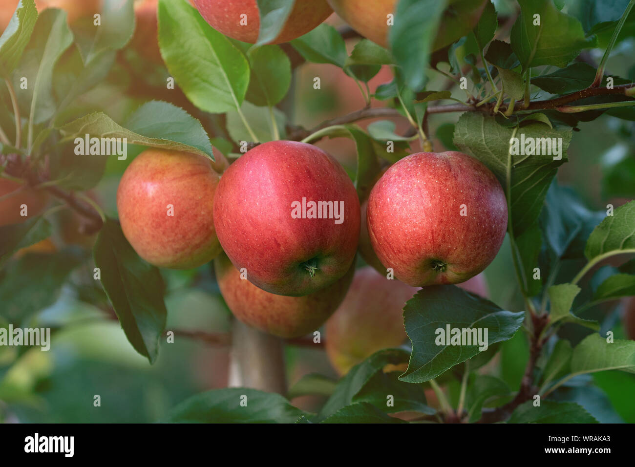 Fruitful season red apples hi-res stock photography and images - Alamy