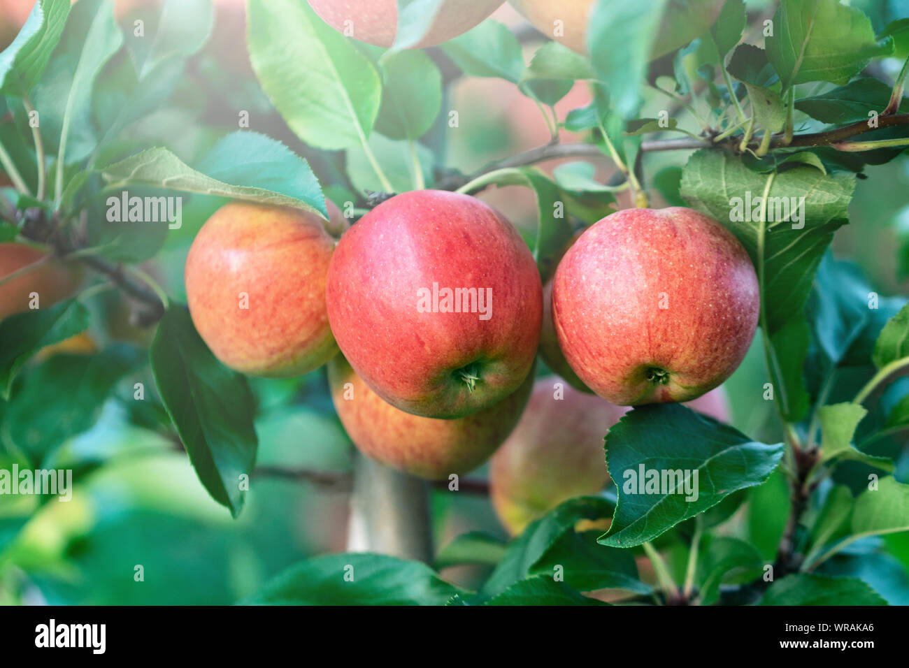 Fresh stained red apples on a tree in orchard Stock Photo - Alamy