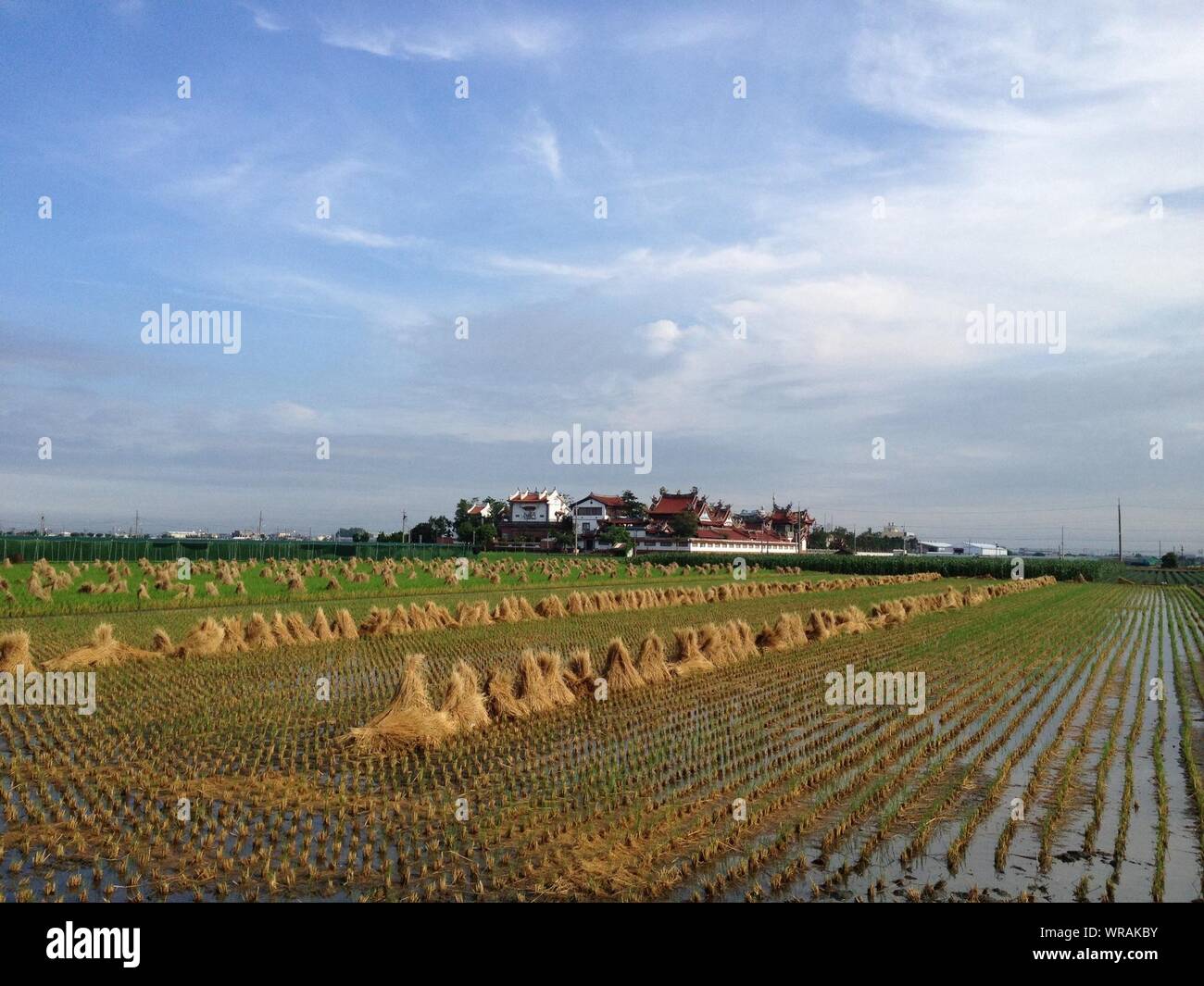 Paddy field scene hi-res stock photography and images - Alamy