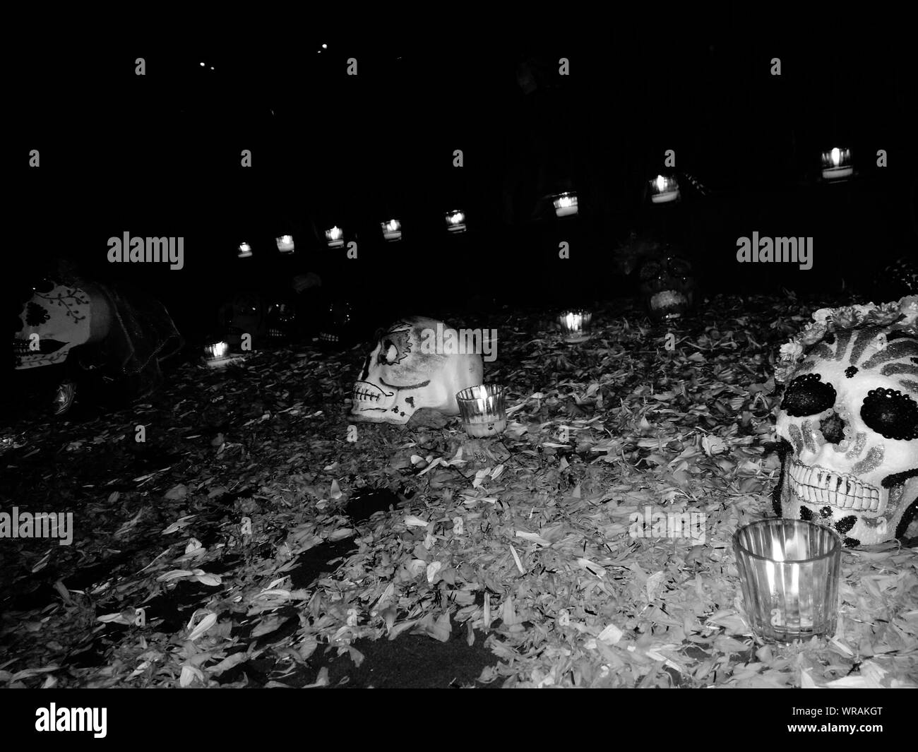 Human skulls hi-res stock photography and images - Alamy