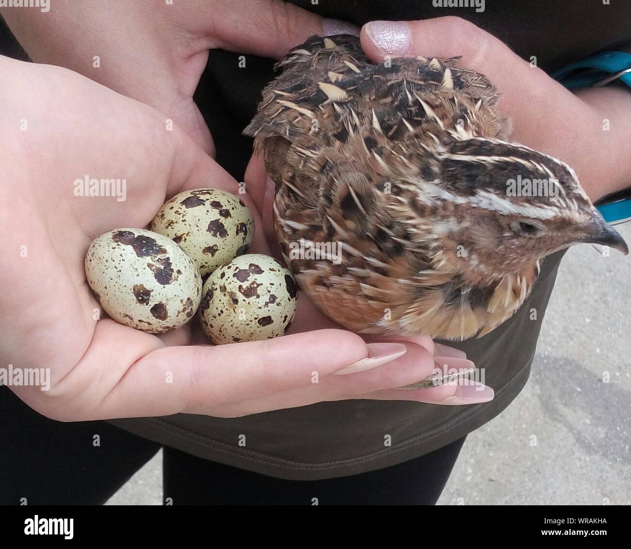 Common quail egg hi-res stock photography and images - Alamy