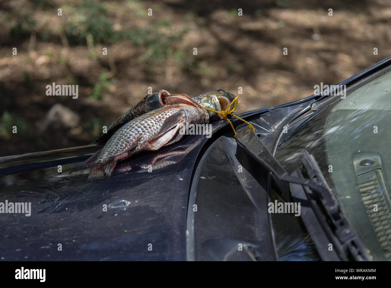 Fish On Car High Resolution Stock Photography and Images - Alamy