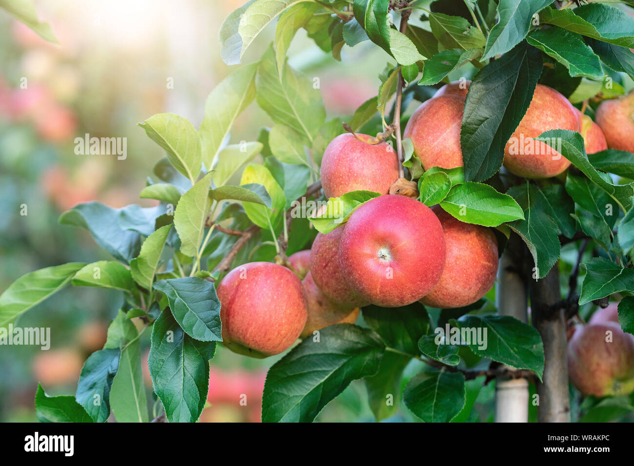 Fresh stained red apples on a tree in orchard Stock Photo - Alamy