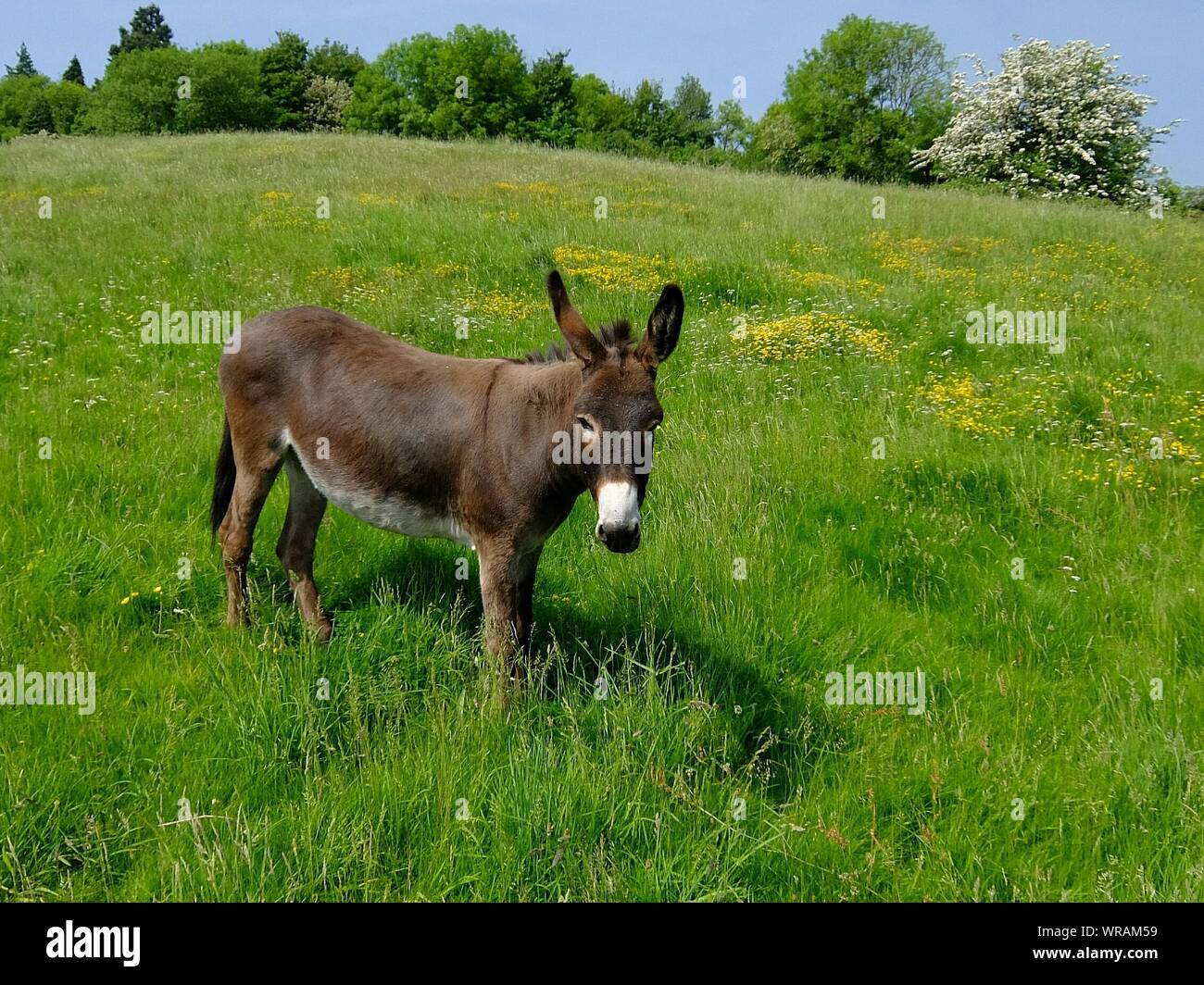 Donkey landscape hi-res stock photography and images - Alamy