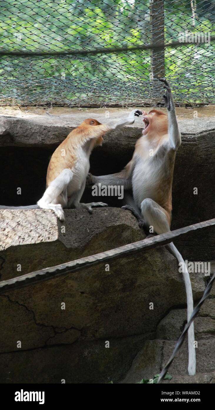 Territorial behaviour hi-res stock photography and images - Alamy
