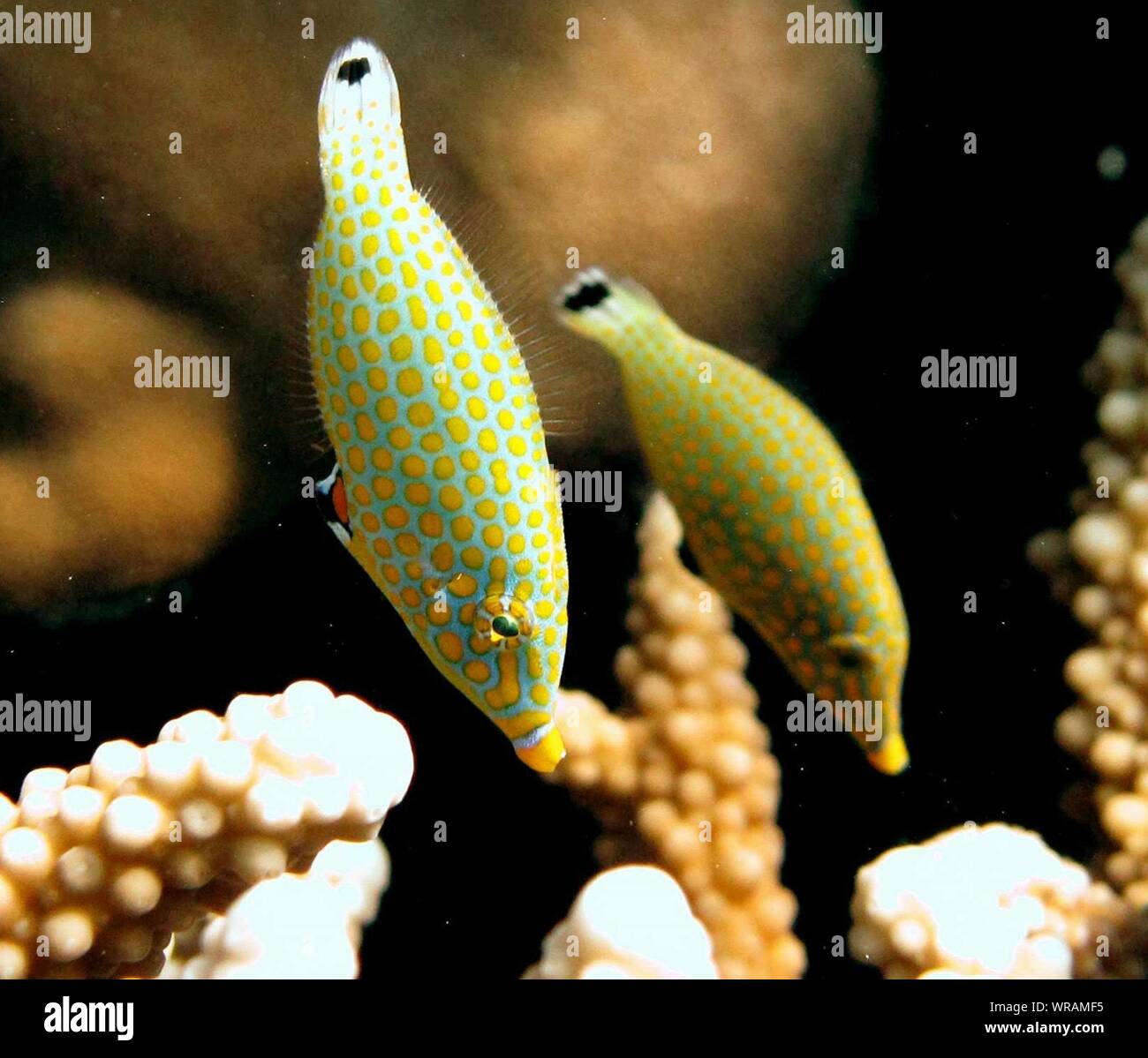 An orange spotted filefish hi-res stock photography and images - Alamy