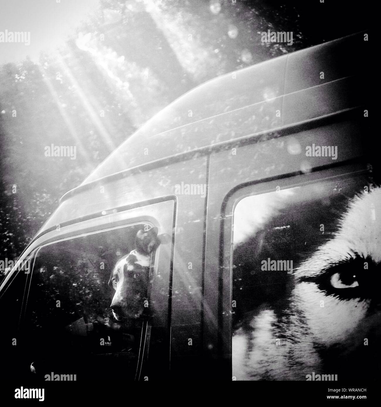 Dog Inside Vehicle High Resolution Stock Photography and Images - Alamy