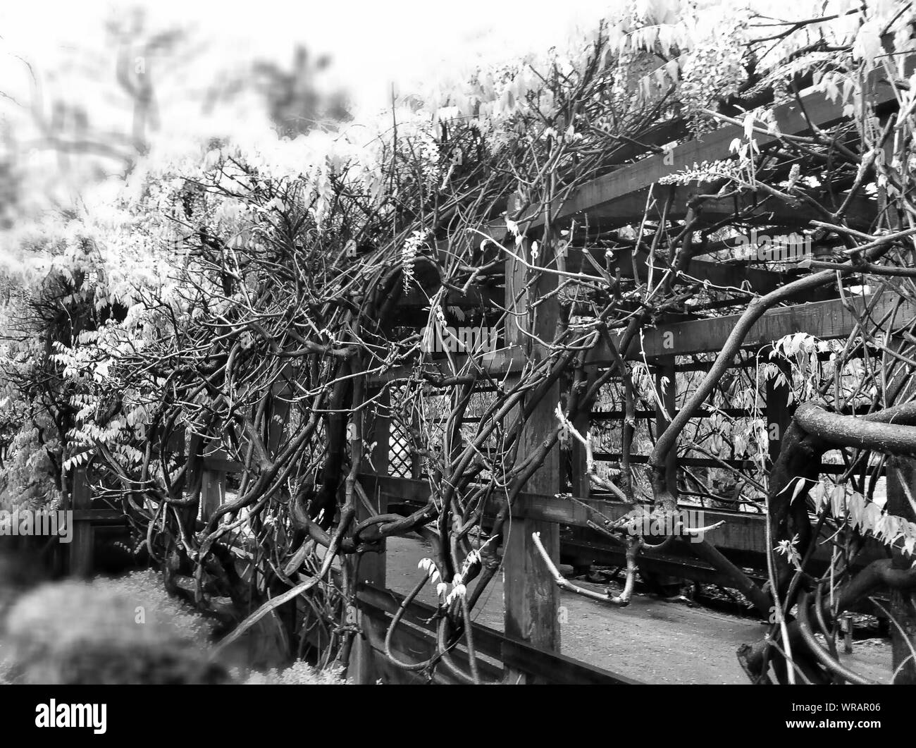 Vine covered hi-res stock photography and images - Alamy