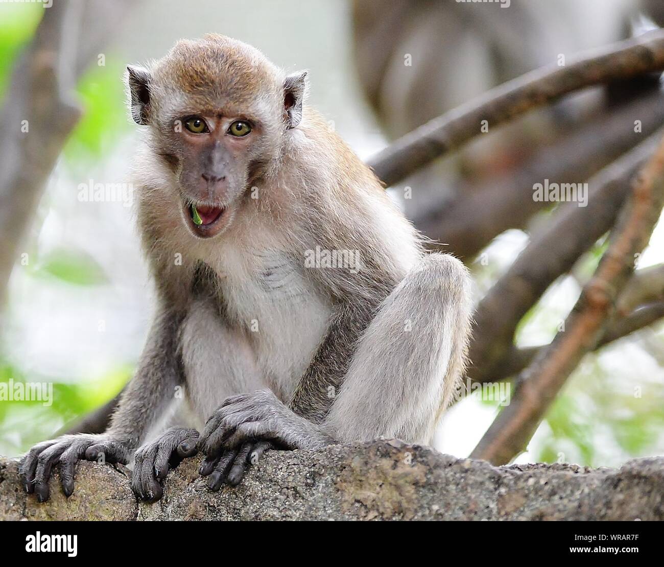 Portrait Of Monkey Looking At Camera Stock Photo - Alamy