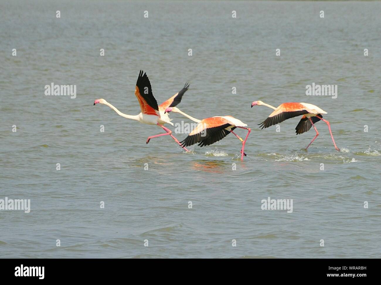 Flamingos flying over lake hi-res stock photography and images - Alamy