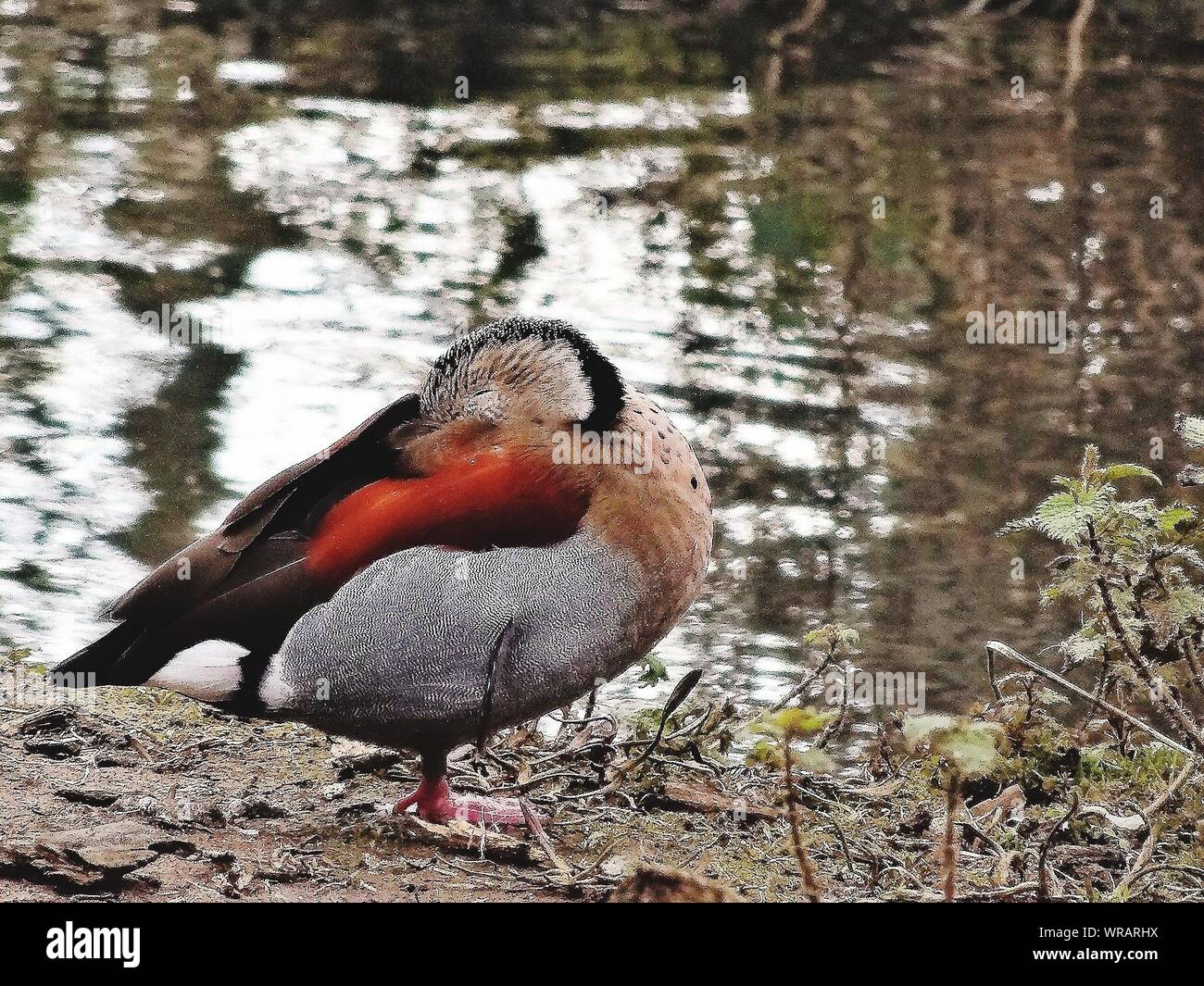 Resting duck hi-res stock photography and images - Alamy