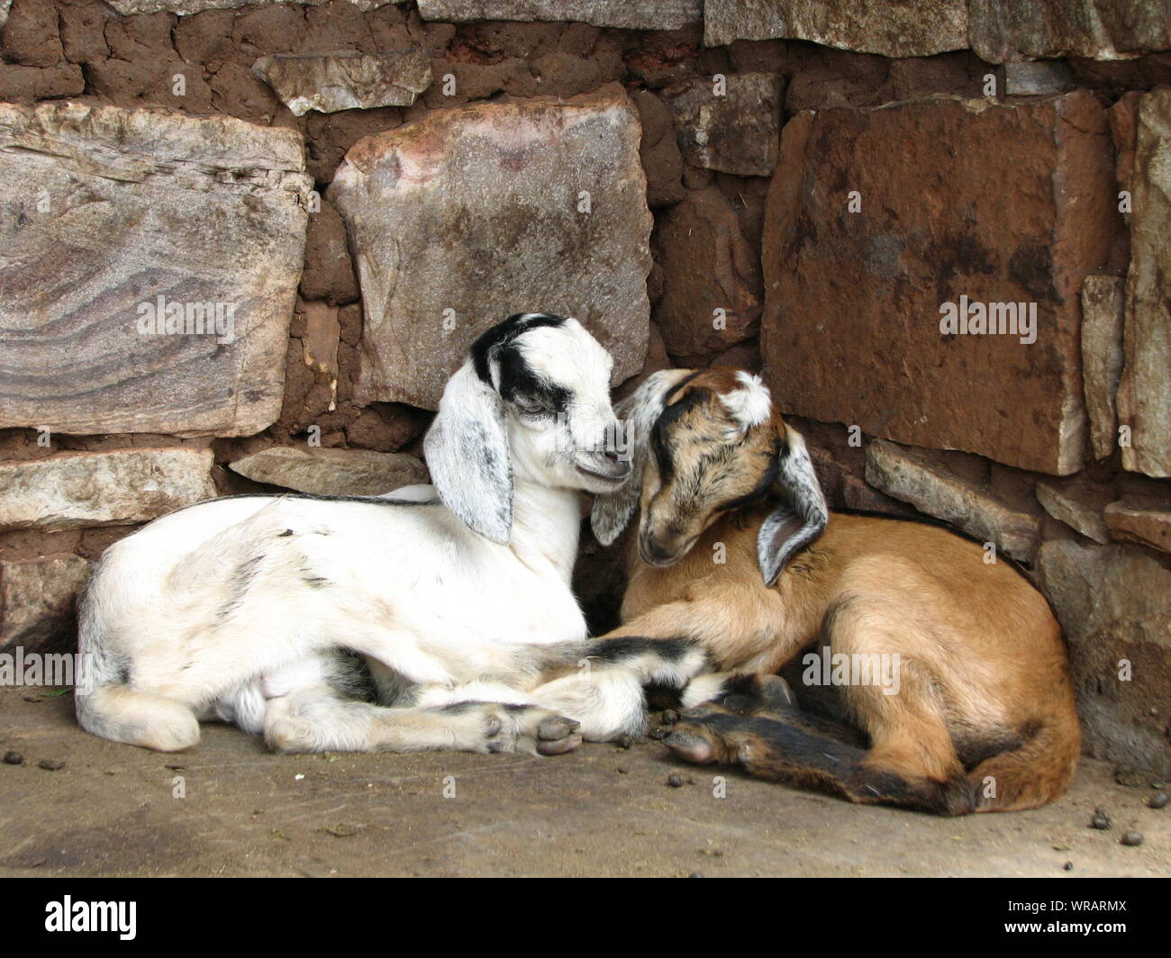 Sleeping goats hi-res stock photography and images - Alamy