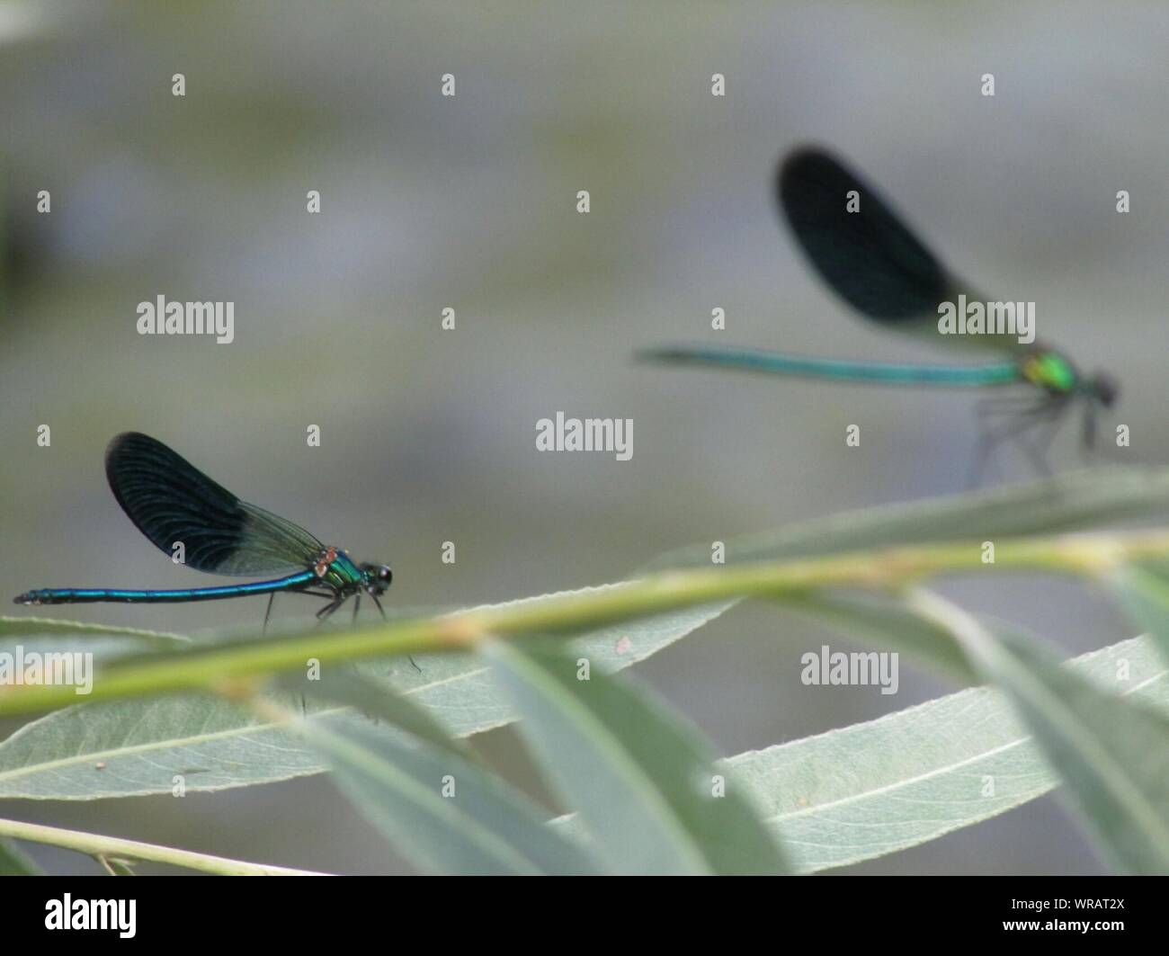 Insects side view hi-res stock photography and images - Alamy