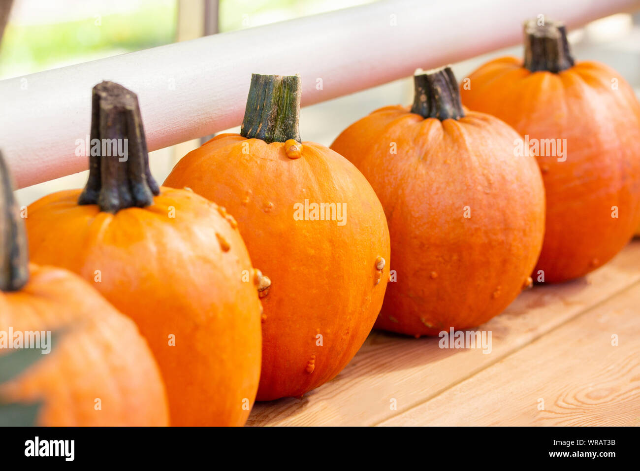 Mandarin Pumpkin, ripe round orange pumpkins standing in a row at a ...