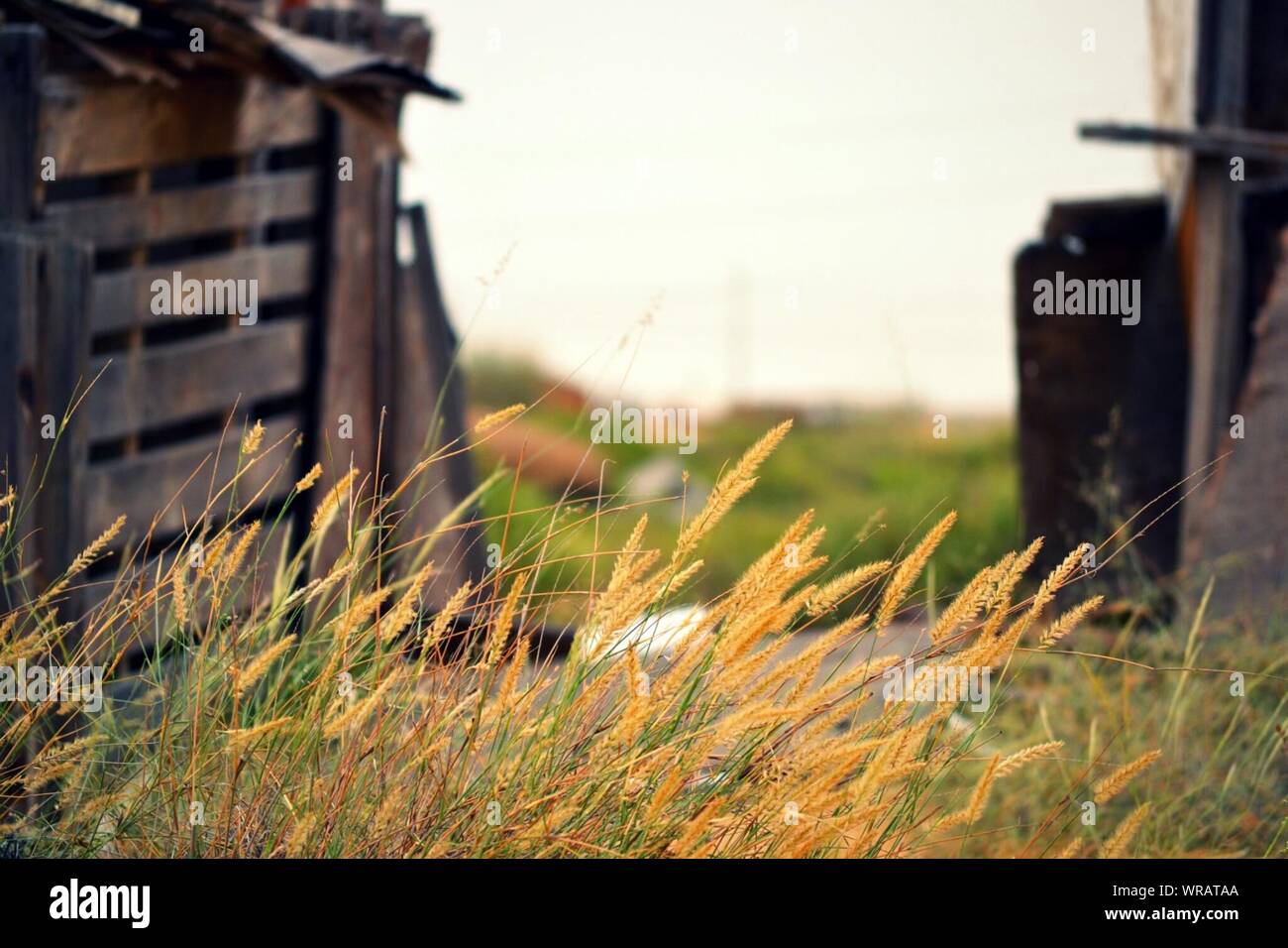 Barn grass hi-res stock photography and images - Alamy