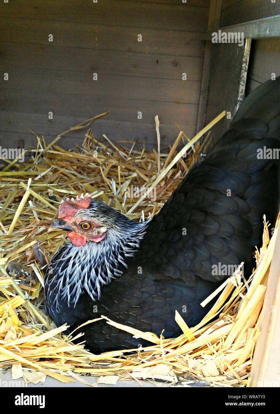 Sitting straw hi-res stock photography and images - Alamy